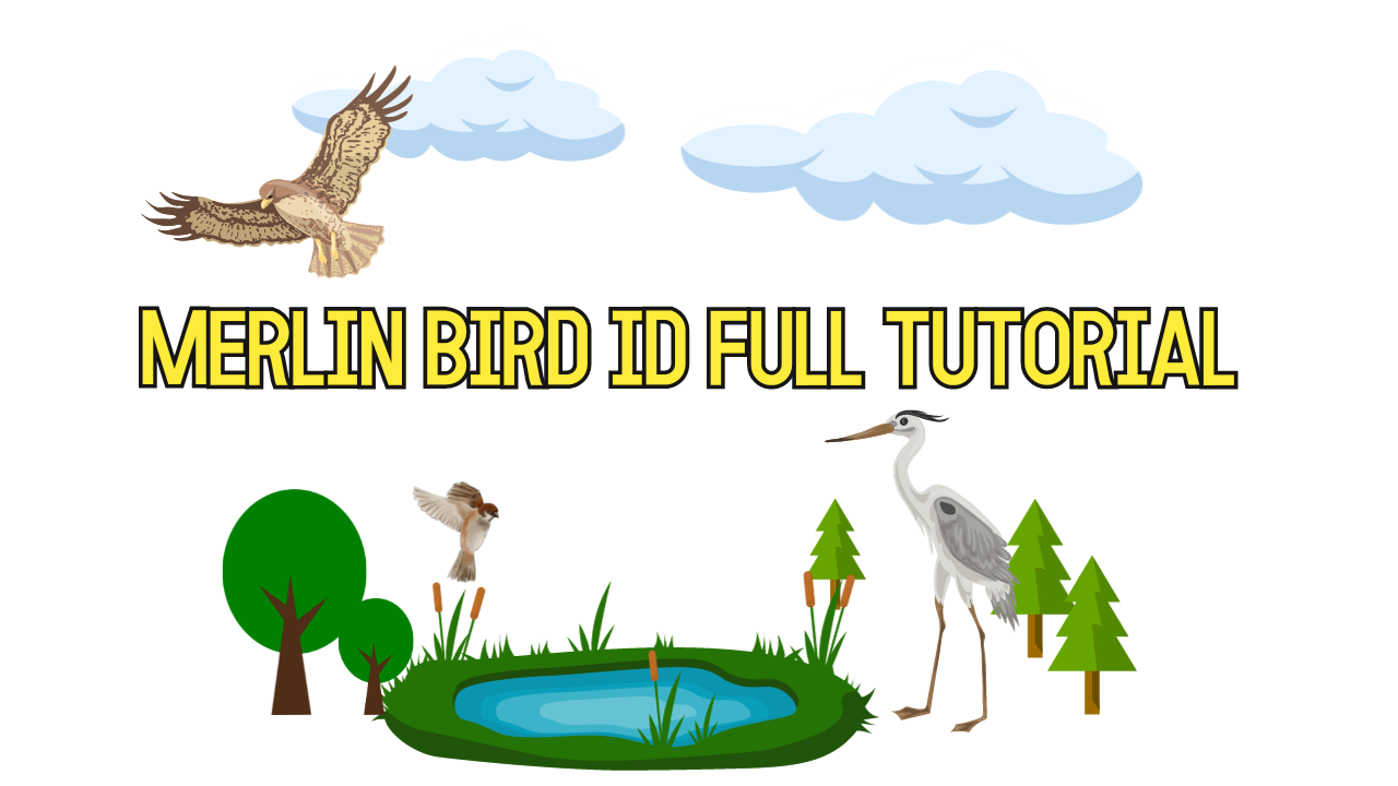 How Does the Merlin Bird ID App Work? - Golden Cheek